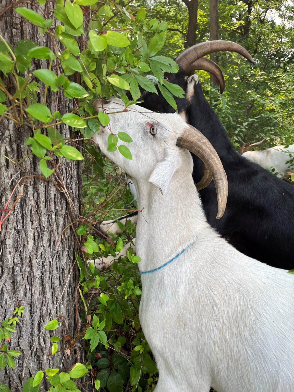 Goatbusters – Sands Point Preserve
