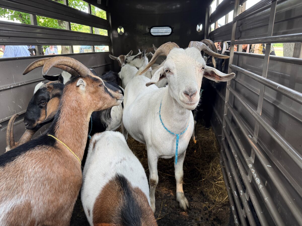Goatbusters – Sands Point Preserve